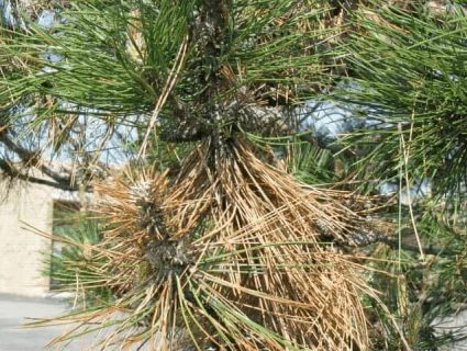 Diseases of Pine Trees | Hometown Tree Experts
