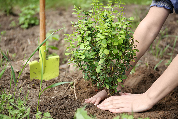 Benefits of Planting Trees and Bushes Around Your Home | Hometown Tree ...