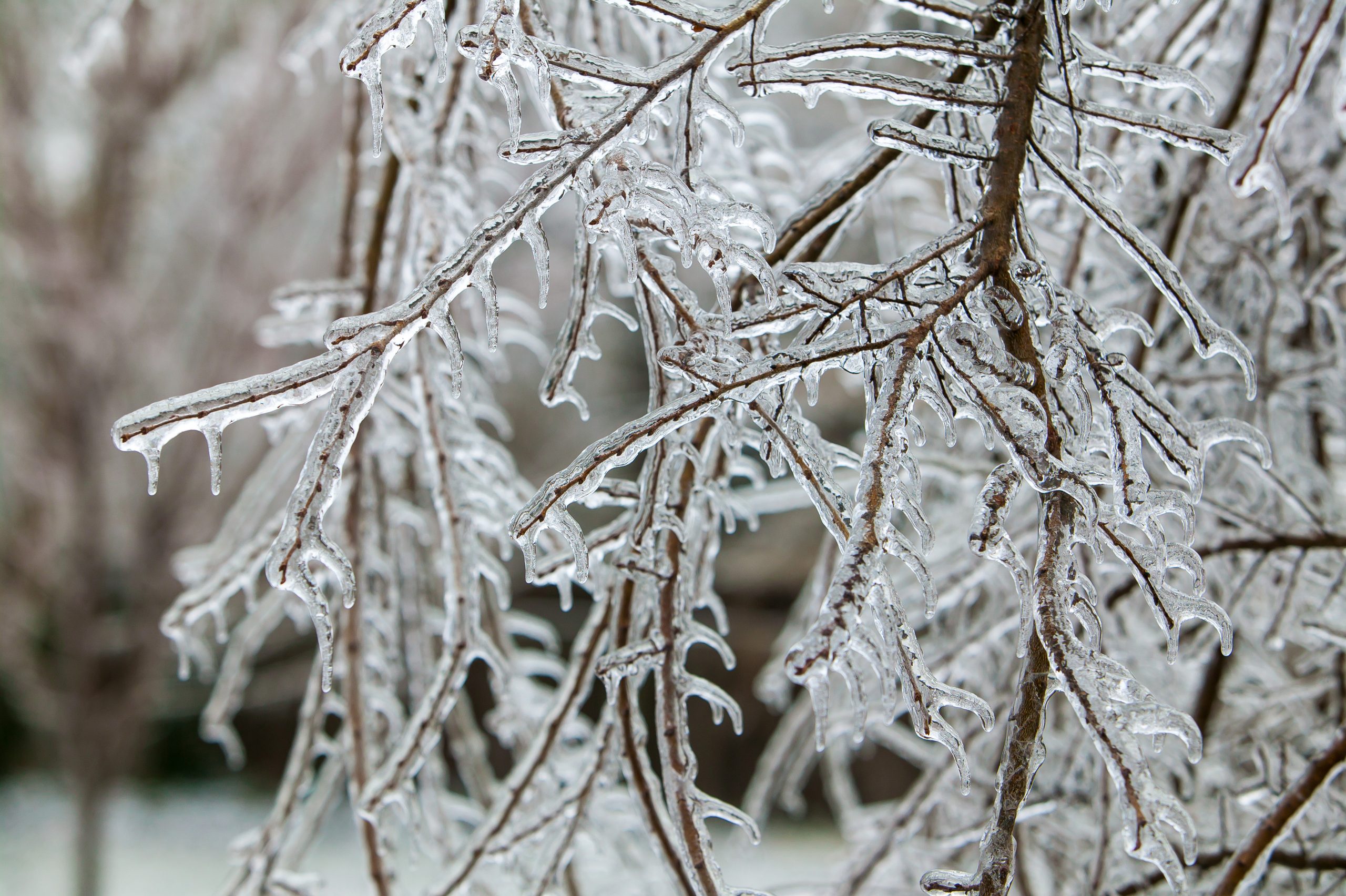 The Weight of Winter Ice on Trees | Hometown Tree Experts