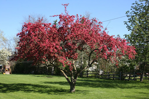 What Type of Tree Service Do Maryland Trees Need After Winter ...