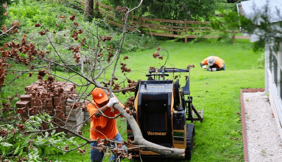 Customized Tree Trimming in Olney, MD | Hometown Tree Experts